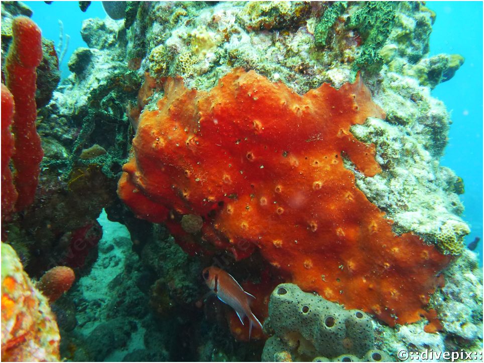 divepix - Orange Sieve Encrusting Sponge spp